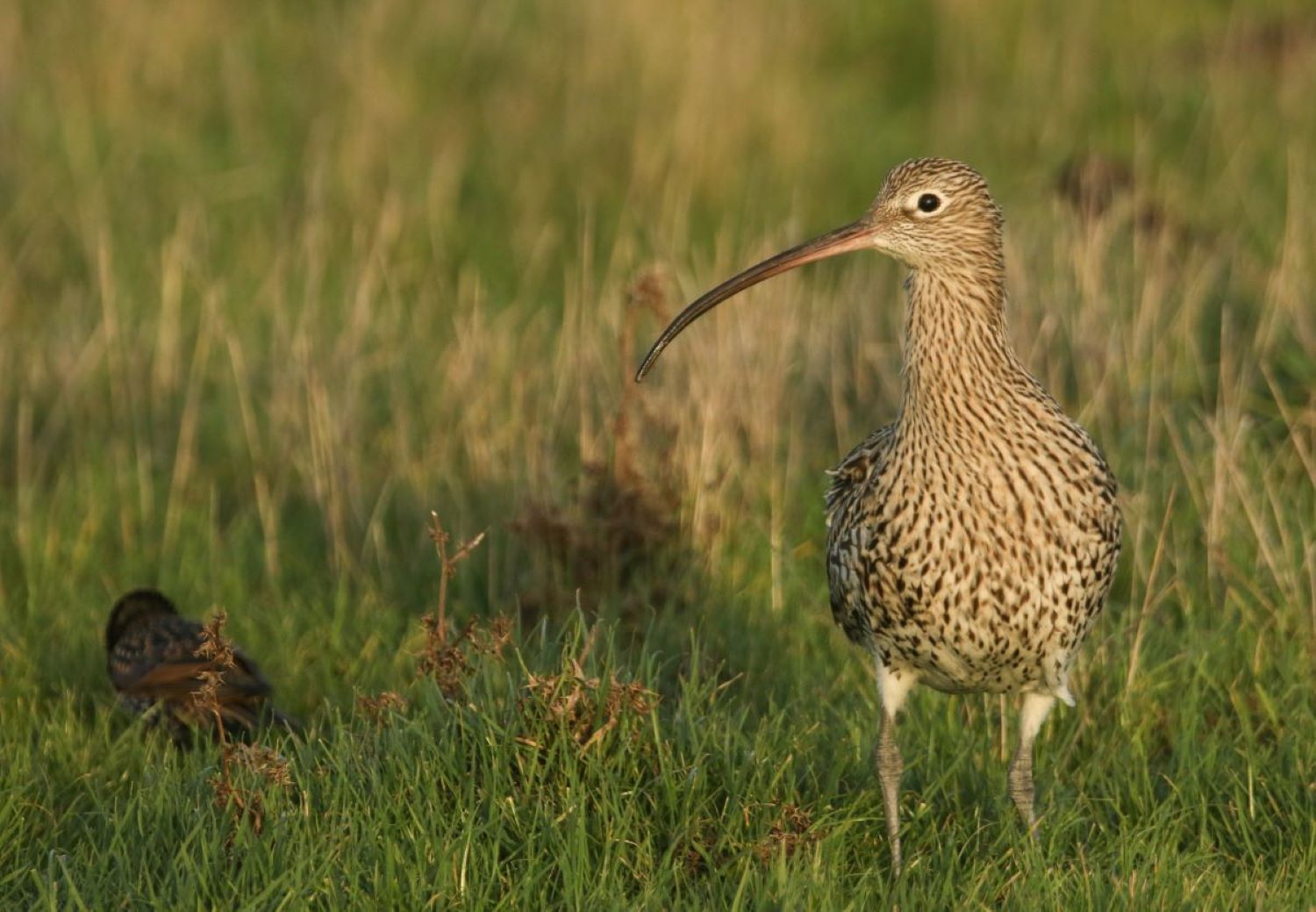 Spring clean your mind at Bolton Abbey with the power of birdsong ...